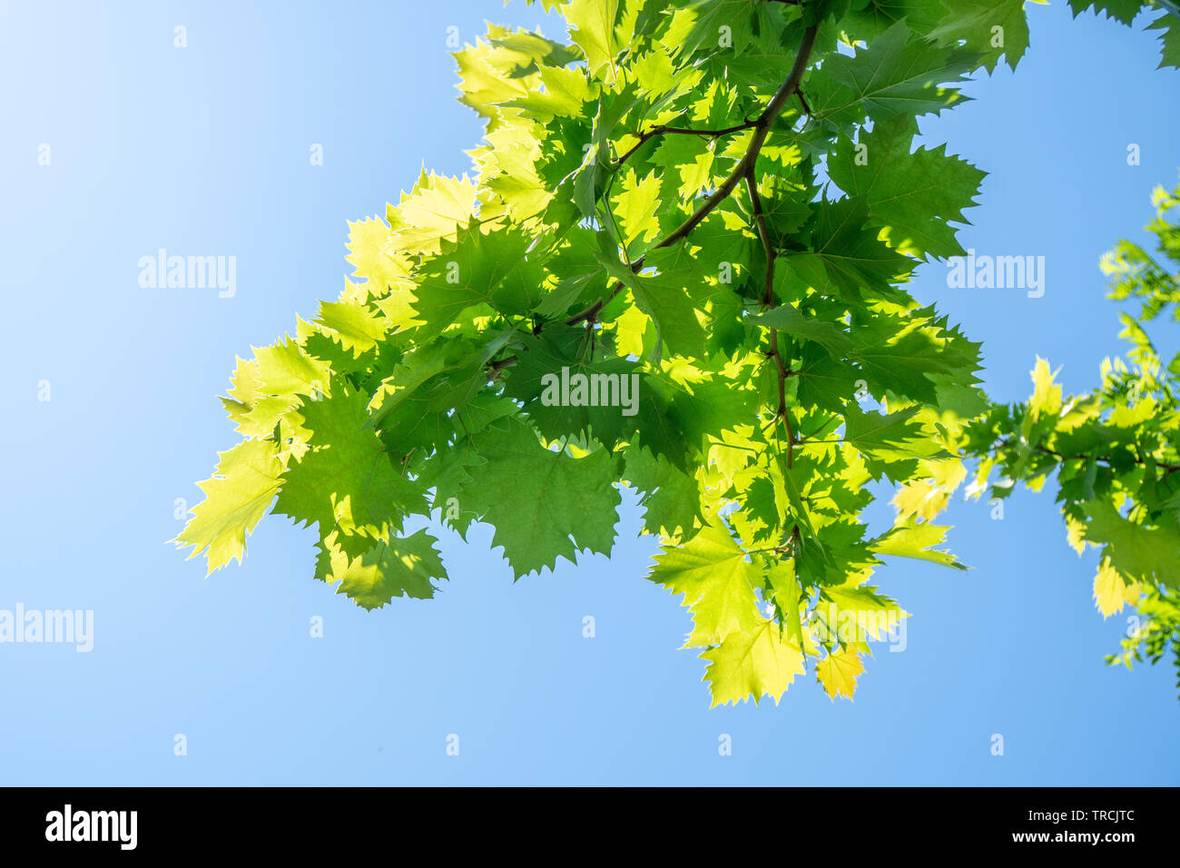 sunlit leaves of sycamore as natural background, nature Stock Photo - Alamy