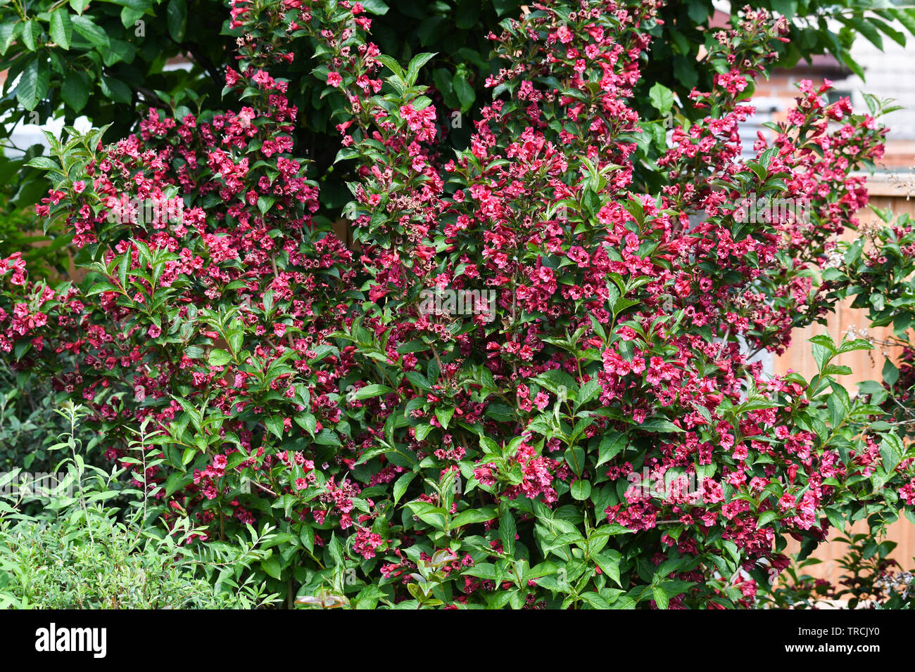 weigela flowering in summer Stock Photo - Alamy