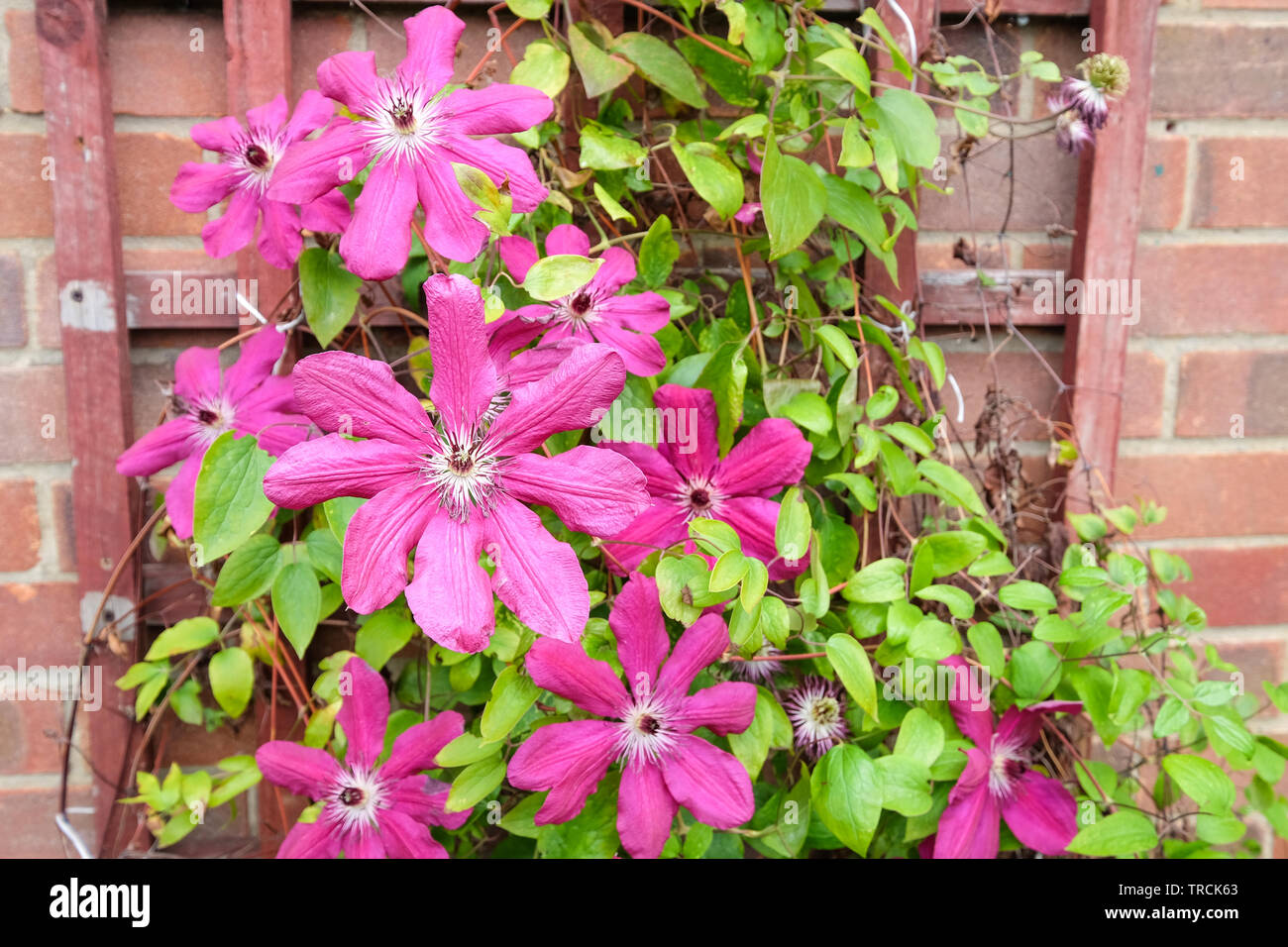 clematis flowering in summer Stock Photo - Alamy