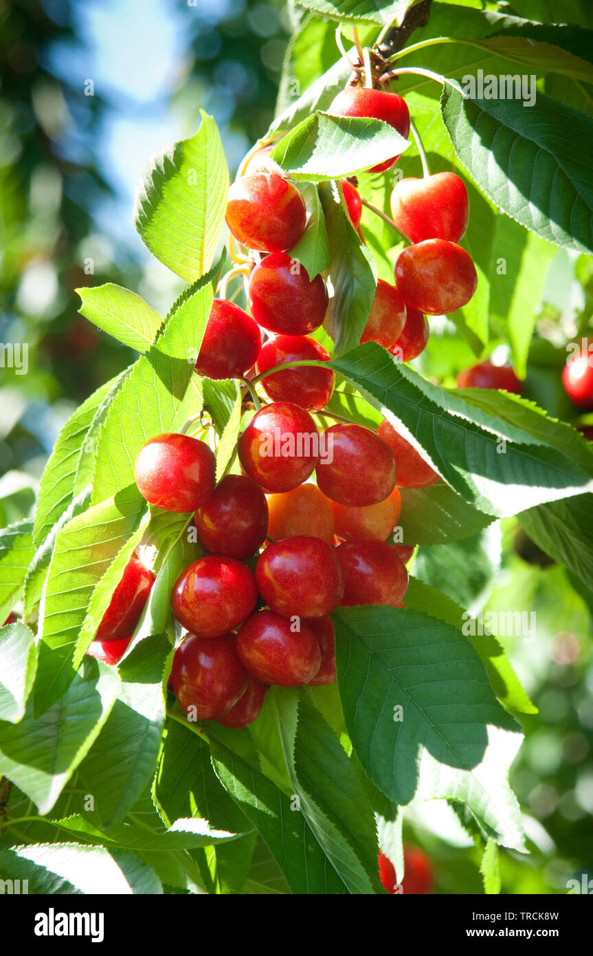 Italy, Emilia Romagna, Vignola, Cherries Growing on a Tree in an ...