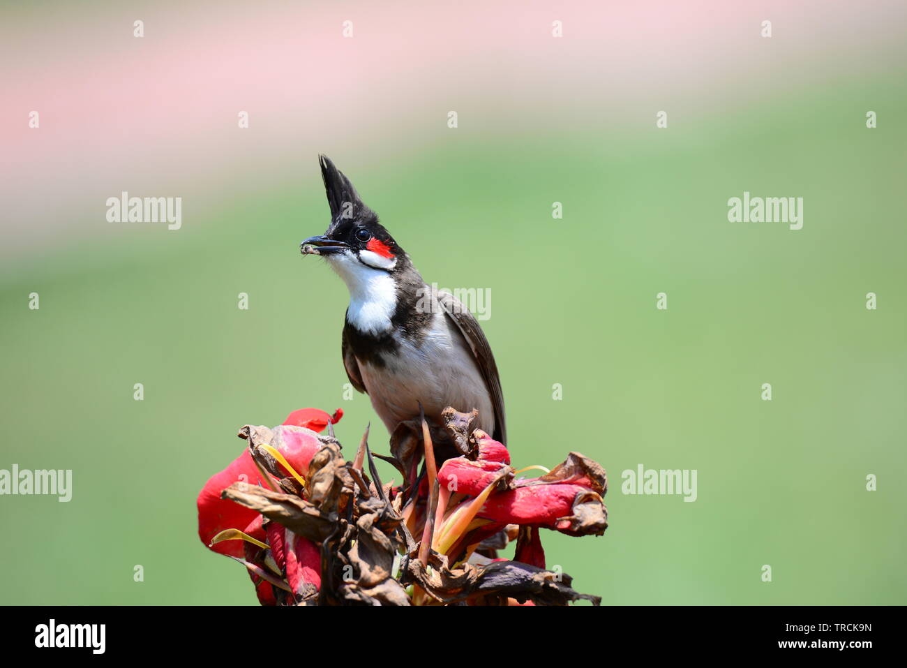 Nest of bulbul bird hi-res stock photography and images - Alamy
