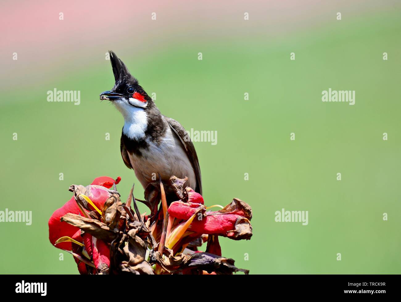 Black bulbul hi-res stock photography and images - Alamy