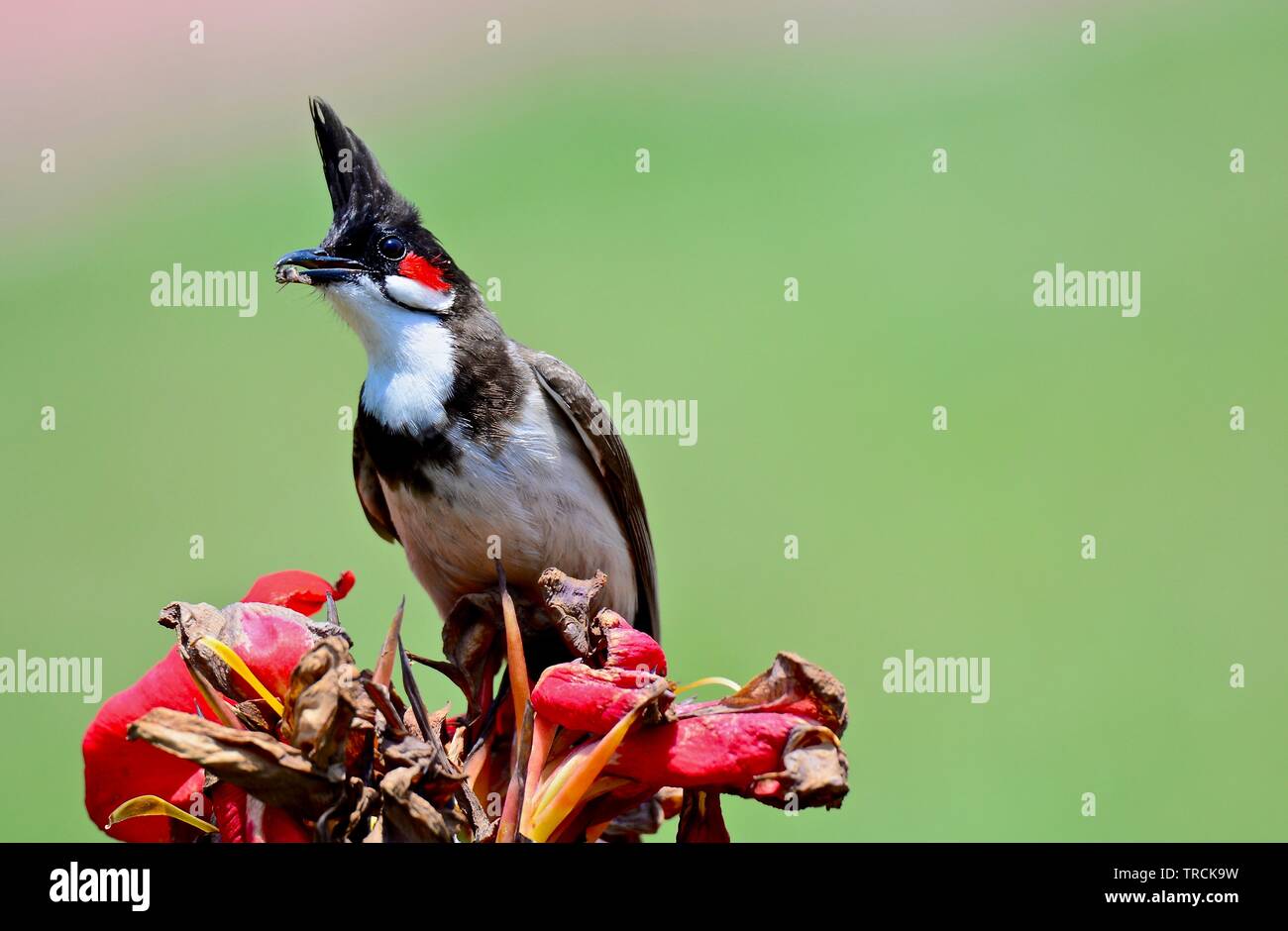 bulbul on flower Stock Photo - Alamy