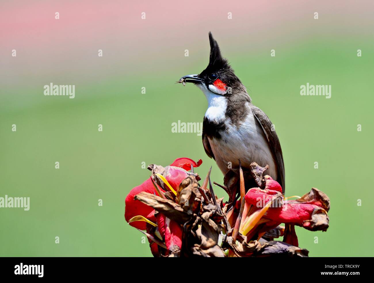 bulbul on flower Stock Photo - Alamy