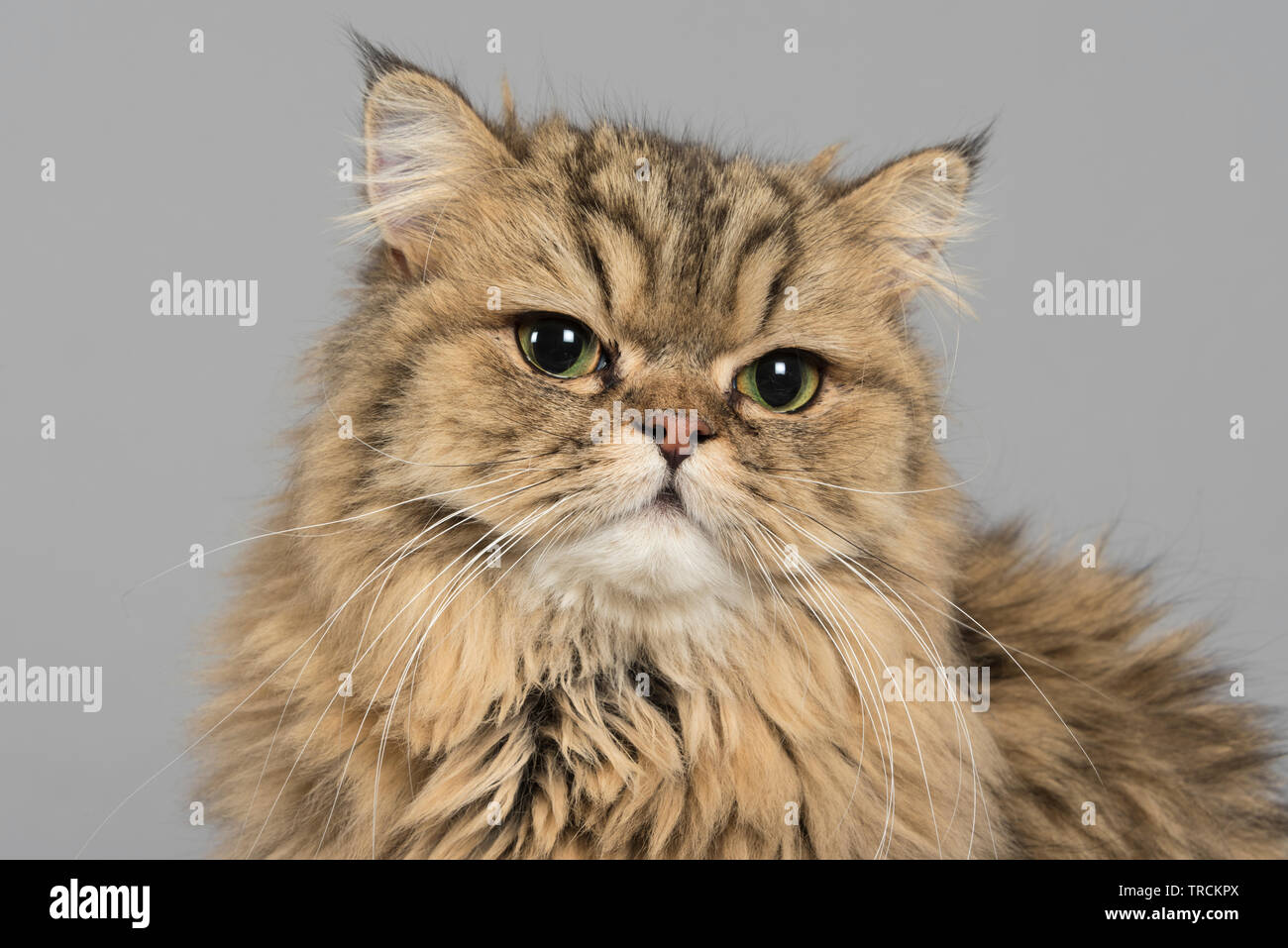 Well behaved cat hi-res stock photography and images - Alamy