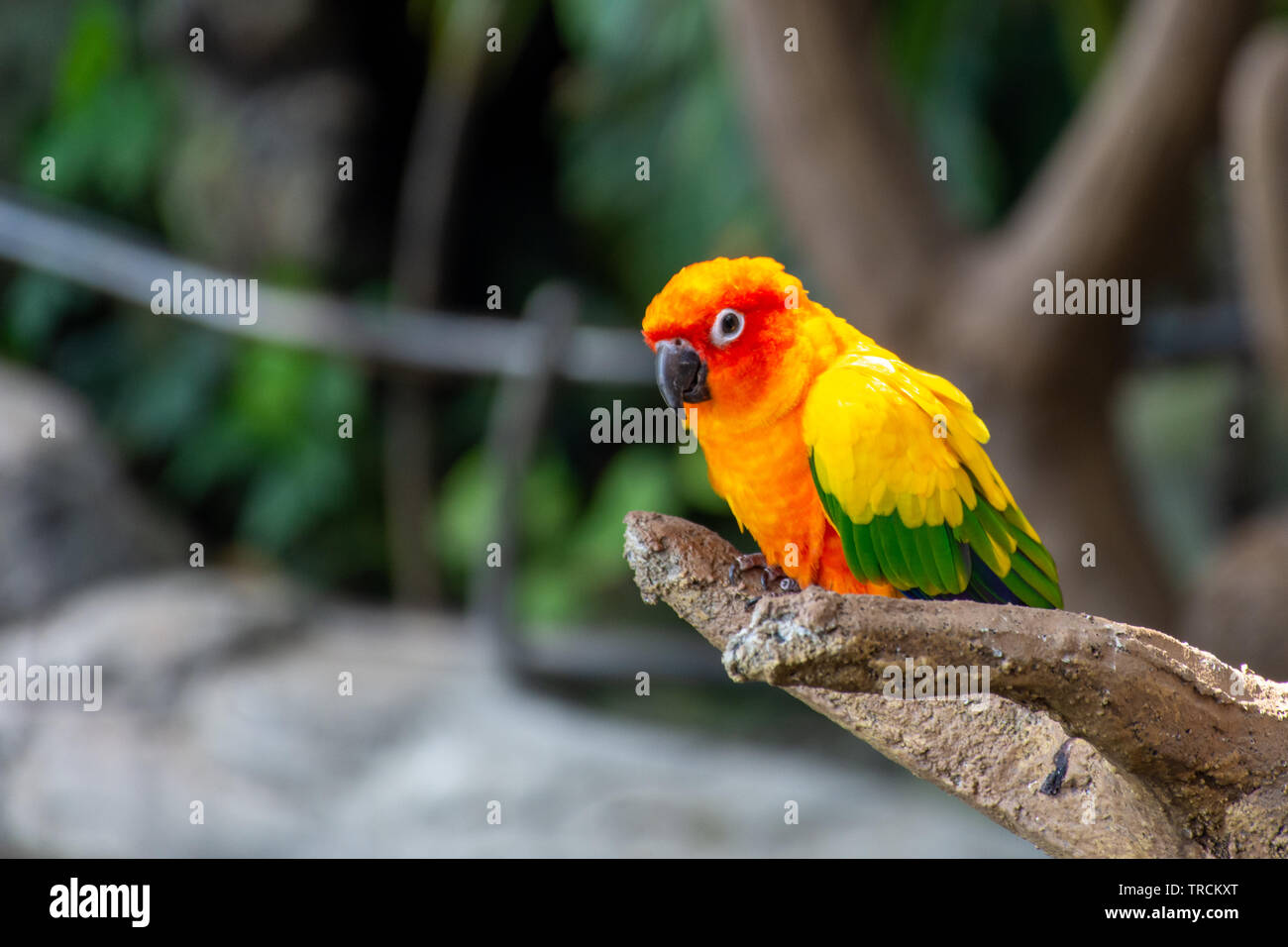 The sun parakeet beautiful colours of yellow, orange and red (Aratinga ...