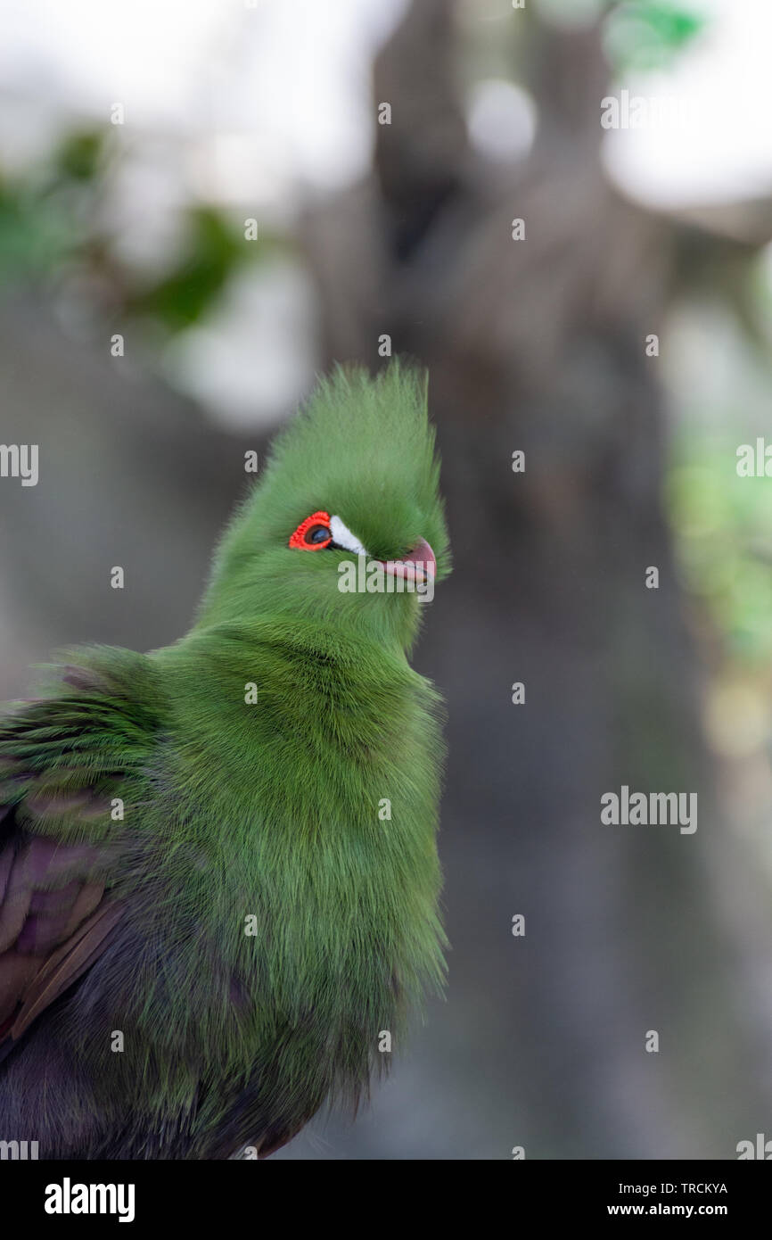 Tauraco persa hi-res stock photography and images - Alamy