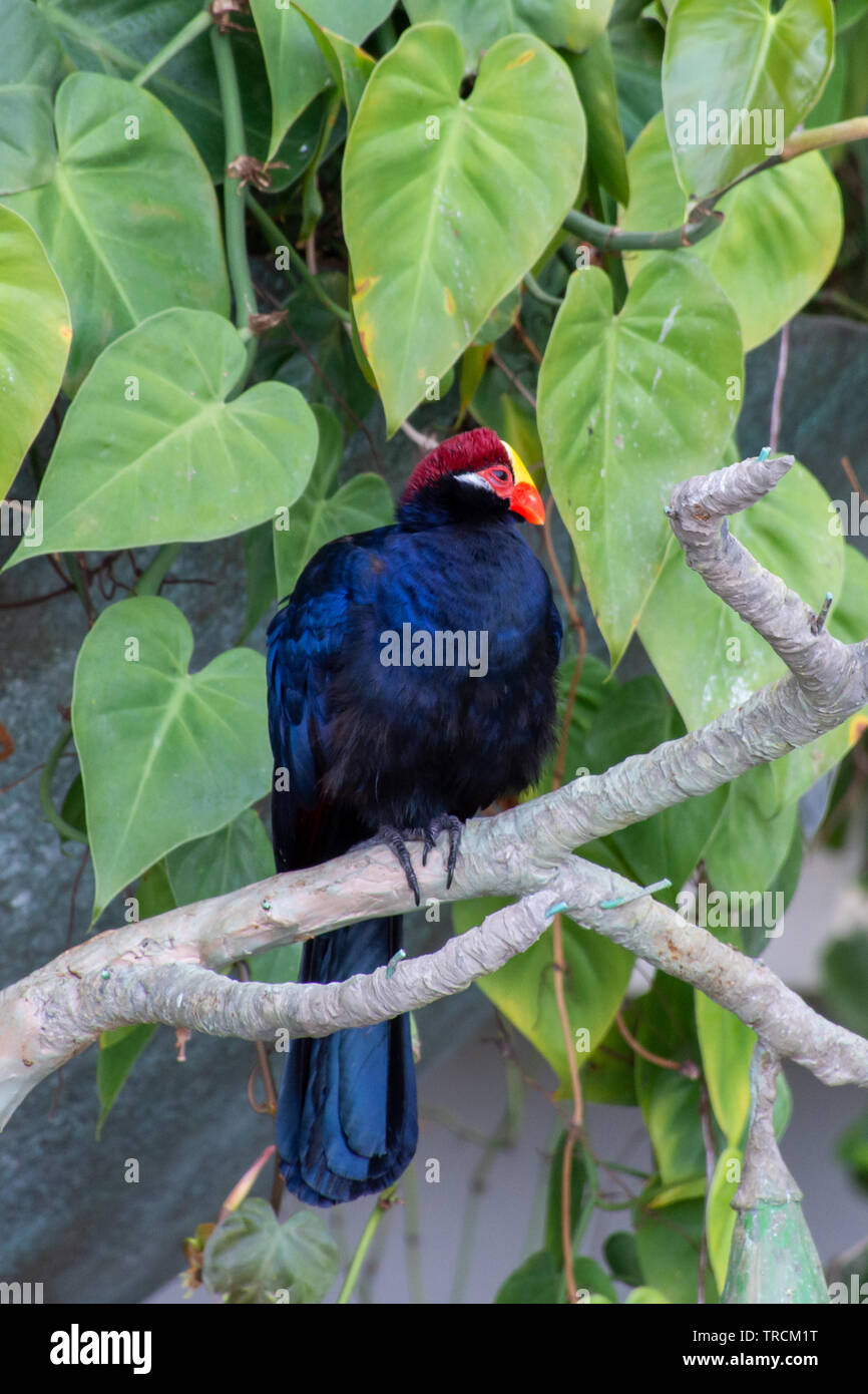 The violet turaco bird, also known as the violaceous plantain eater ...