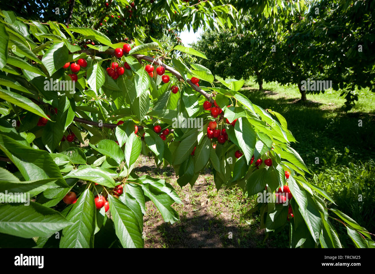 Italy, Emilia Romagna, Vignola, Cherries Growing on a Tree in an ...