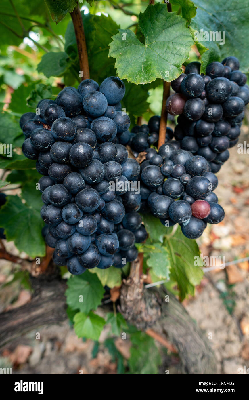 Gamay hi-res stock photography and images - Alamy