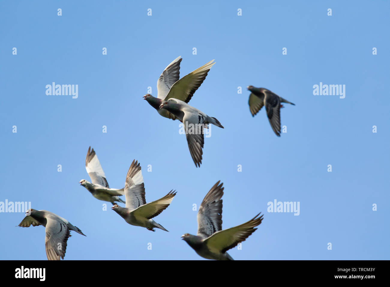 flock of flying speed racing pigeon against clear blue sky Stock Photo ...