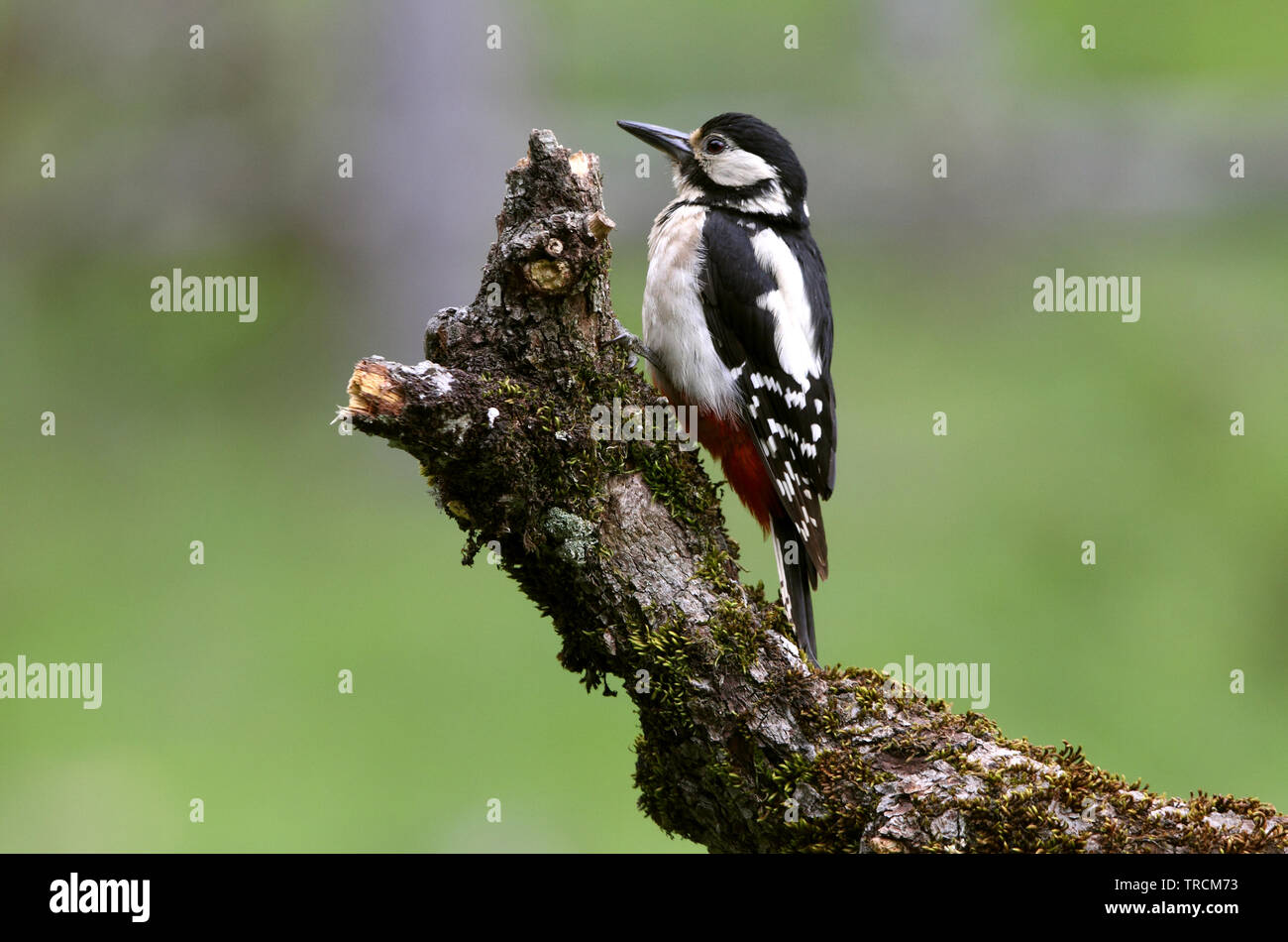 Picus major hi-res stock photography and images - Alamy