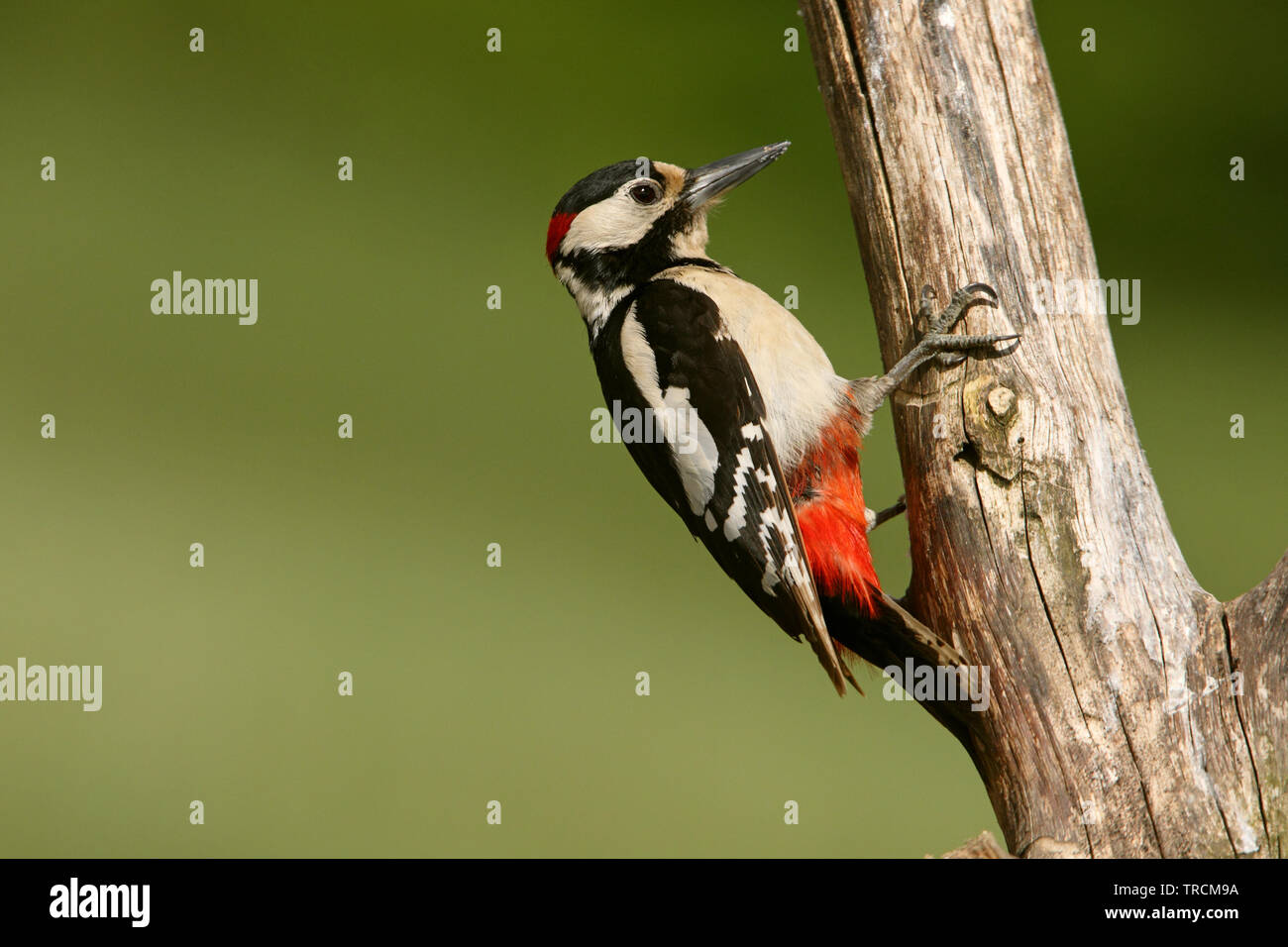 Picus major hi-res stock photography and images - Alamy