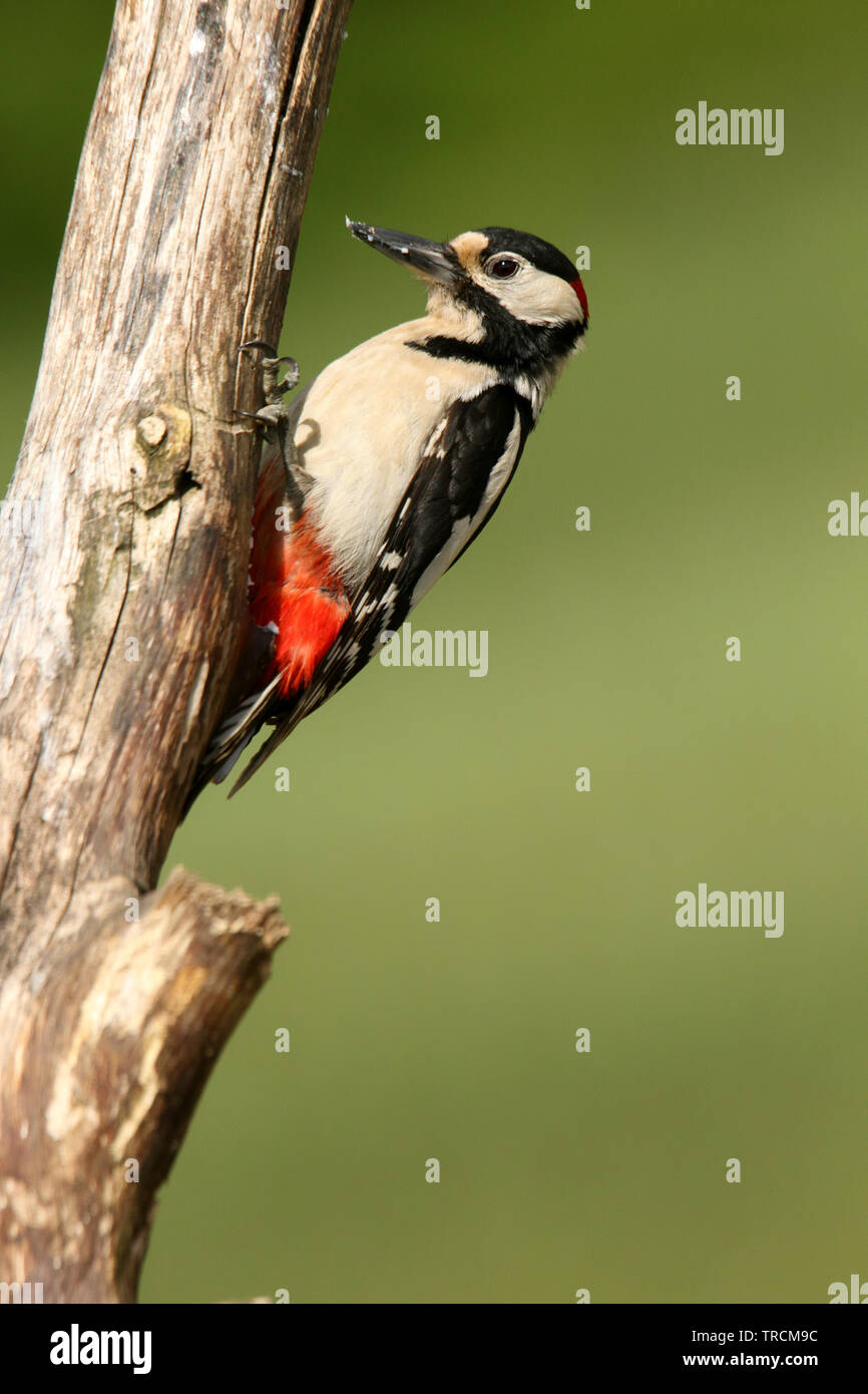 Picus major hi-res stock photography and images - Alamy