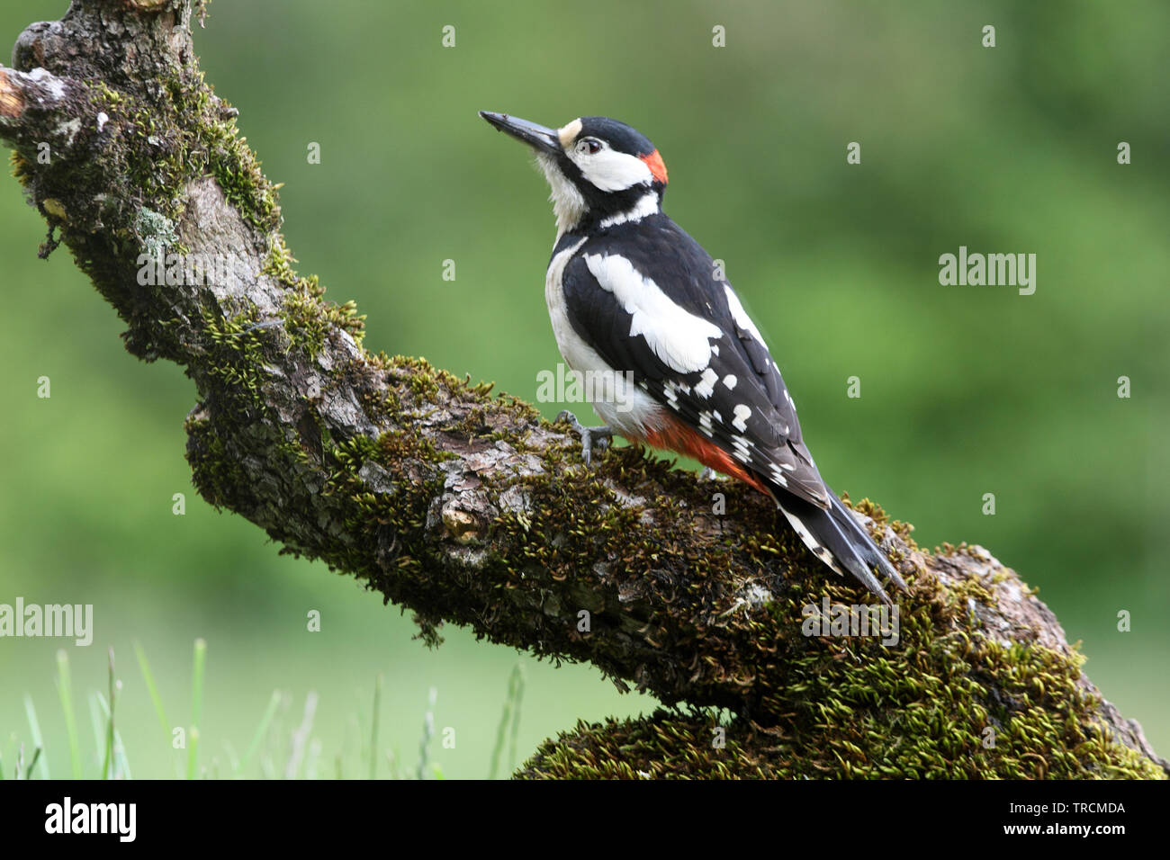 Picus major hi-res stock photography and images - Alamy