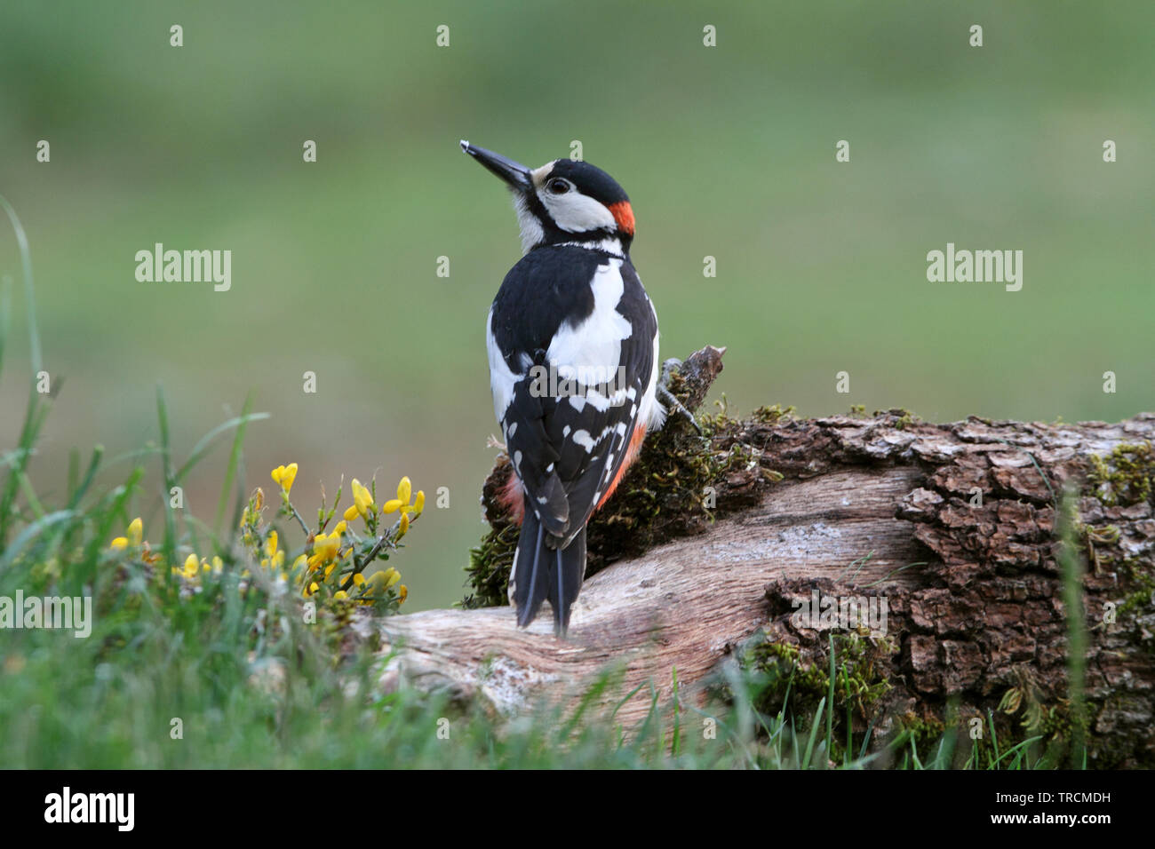 Picus Major High Resolution Stock Photography and Images - Alamy