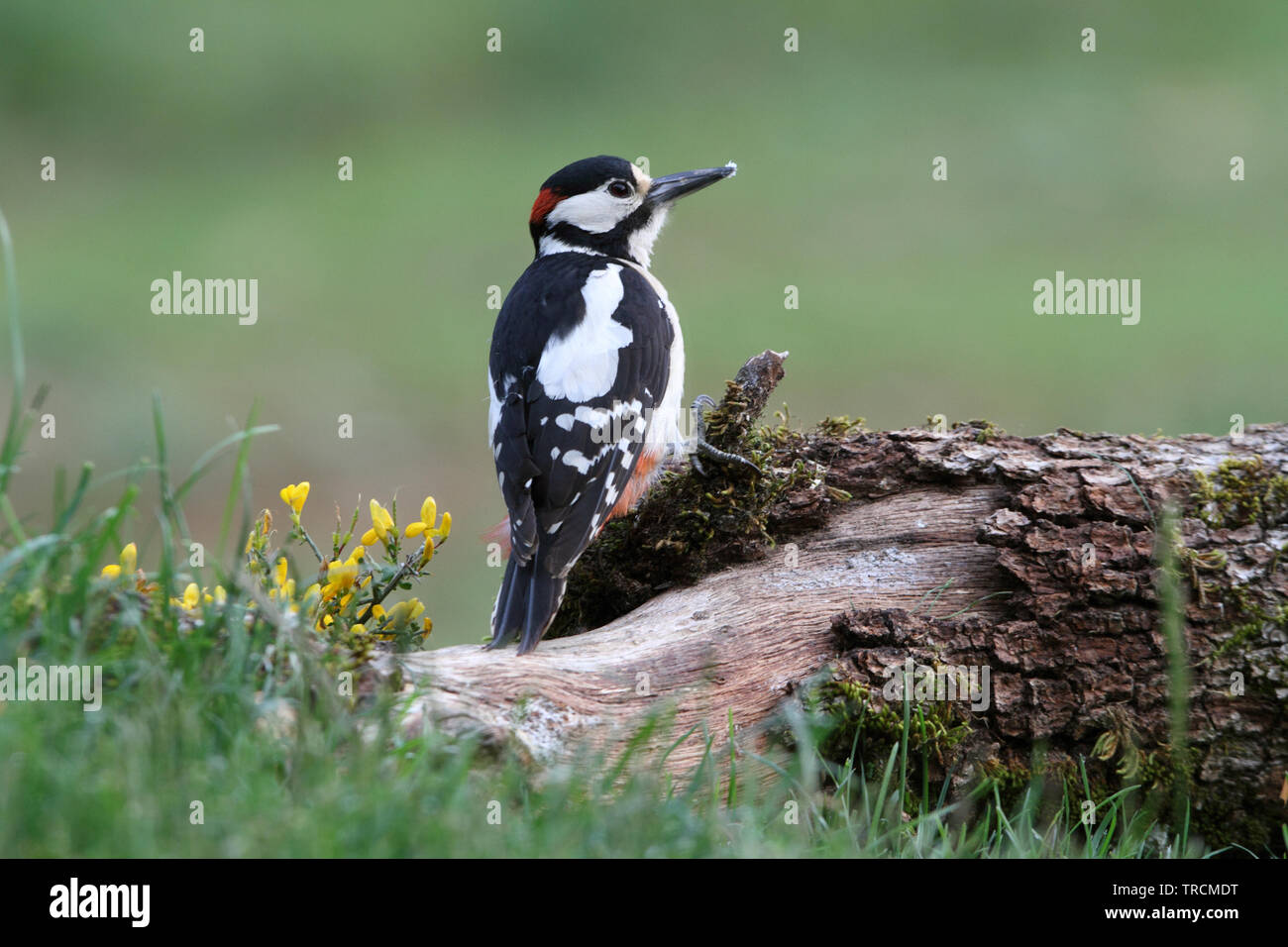 Picus major hi-res stock photography and images - Alamy