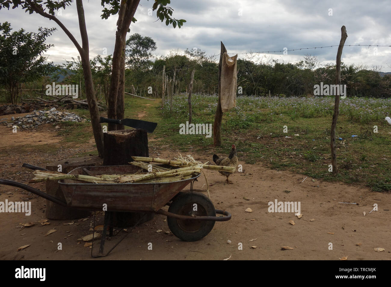 Farm with chicken, an old machete and a wheelbarrow in the front ...