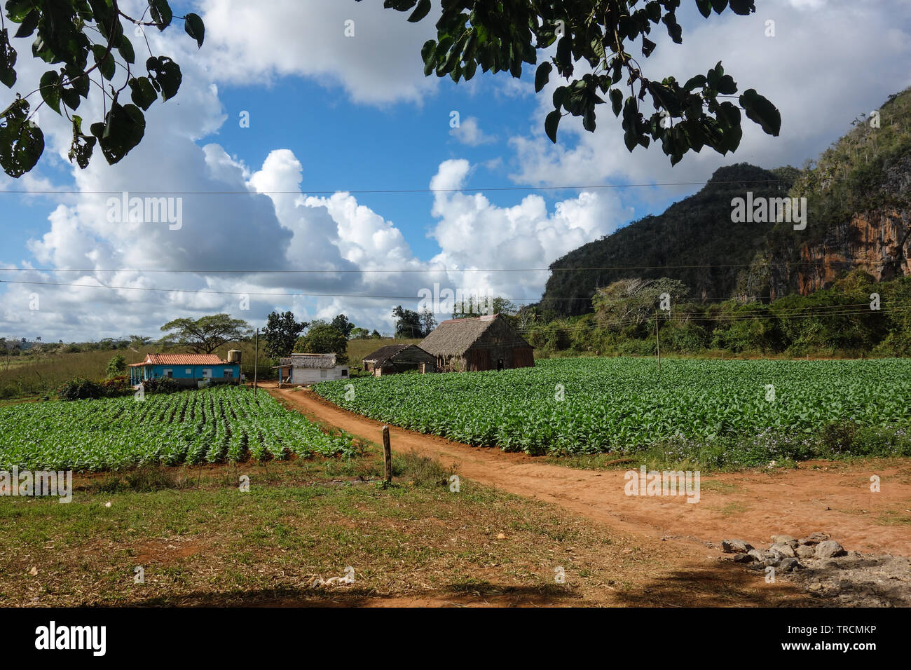 View of Cuban landscape in Vinales Valley National Park with tobacco ...