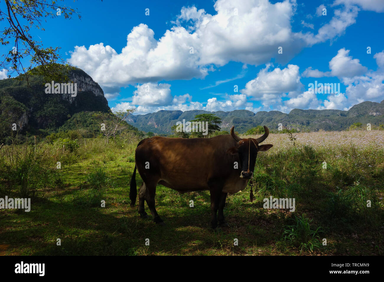 Brown cow standing on pasture in the famous tourist destination and ...