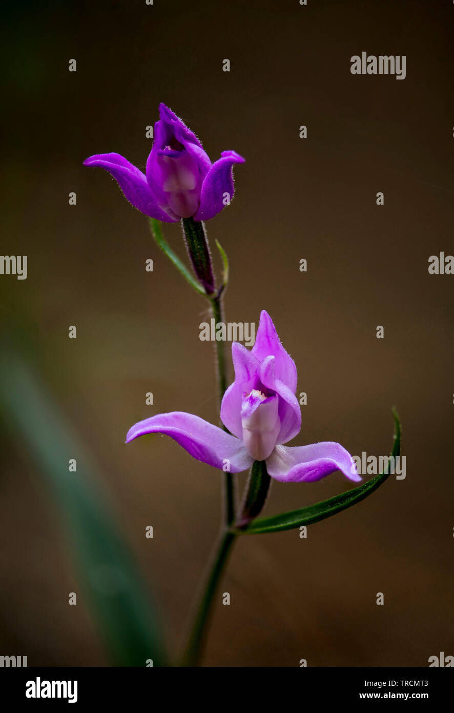 Red helleborine, Cephalanthera rubra, wild orchid, Andalusia, Spain ...