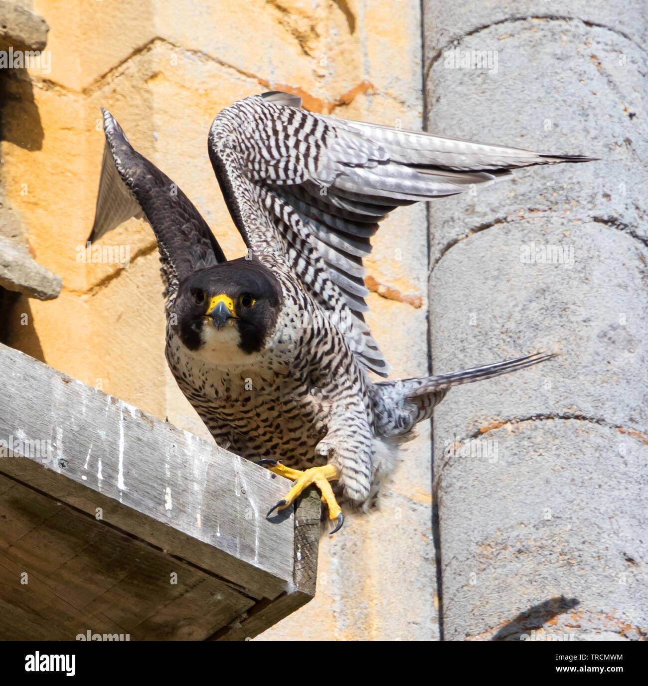 Female Peregrine Falcon on Tewkesbury Abbey Gloucestershire Stock Photo ...