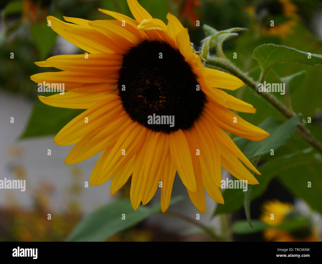Sunflower head hi-res stock photography and images - Alamy