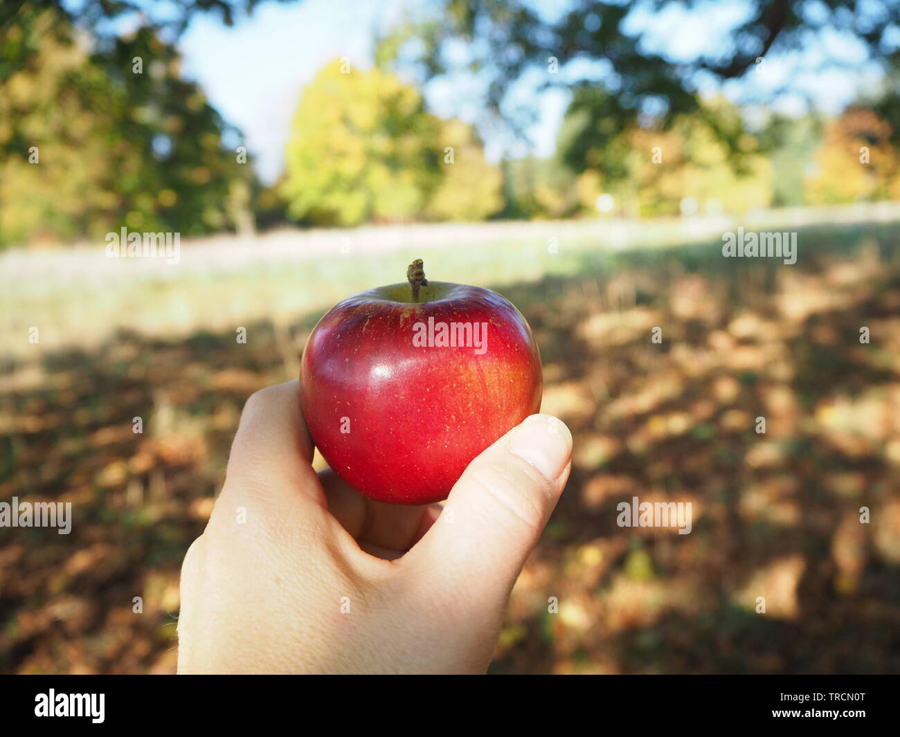 Apple in a hand hi-res stock photography and images - Alamy