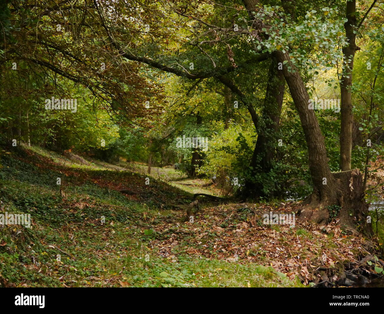 Photo of a beautiful peaceful clearing in the forest Stock Photo - Alamy