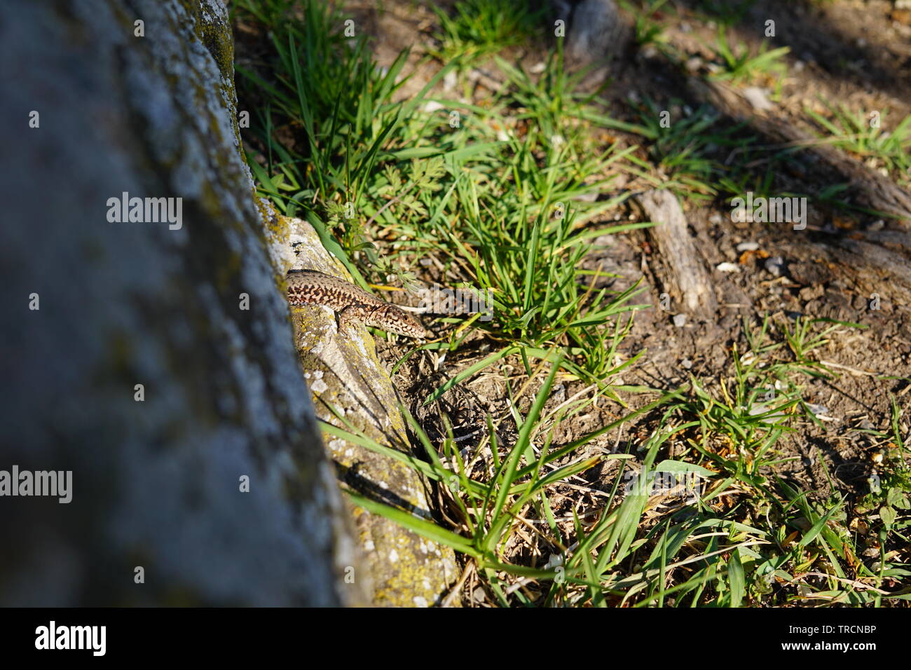 a lizard lounging in the evening sun Stock Photo - Alamy