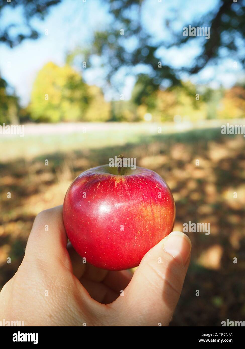 Apple in a hand hi-res stock photography and images - Alamy