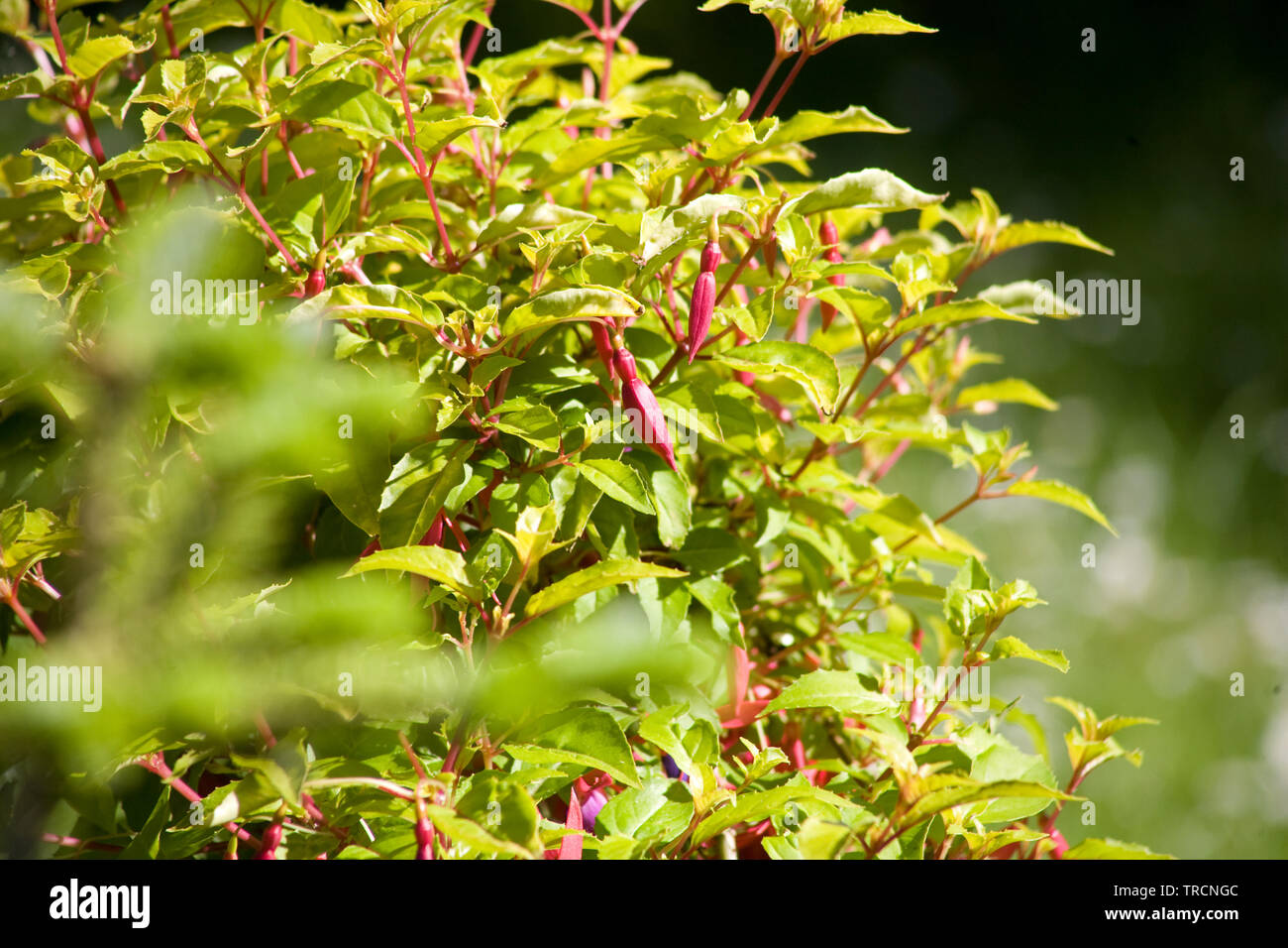 Fuschia plant hi-res stock photography and images - Alamy