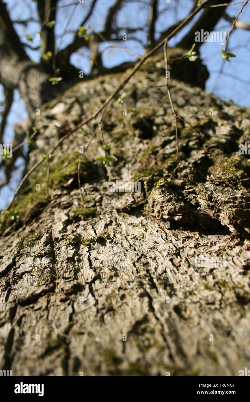 Trunk of an old oak tree, bark and branches from below, close up Stock ...