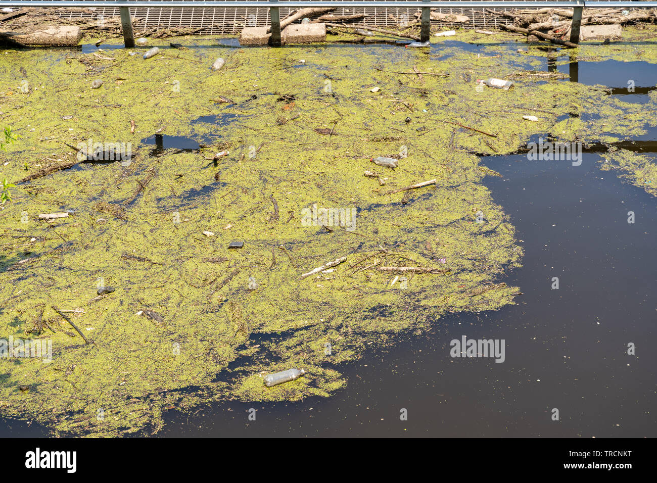 Algae and garbage floating on the banks of the Mississippi River in ...