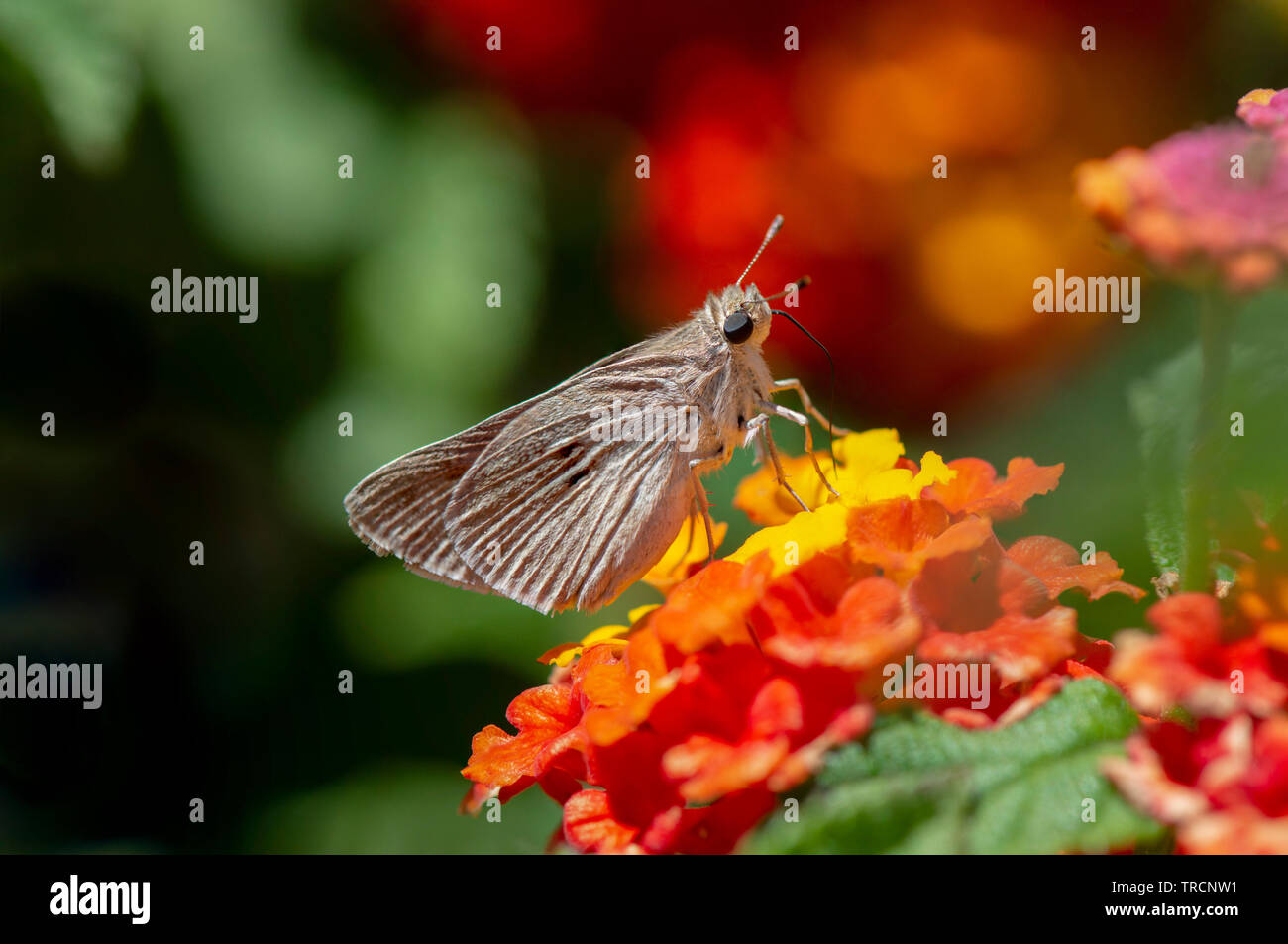 Gegenes nostrodamus hi-res stock photography and images - Alamy