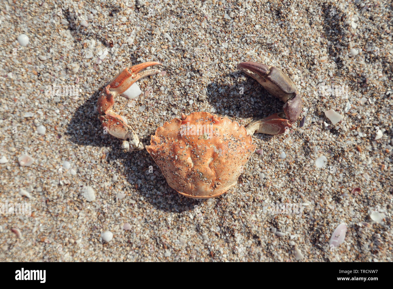 The shell of a crab, washed up on damp grey beach sand. Close up view ...