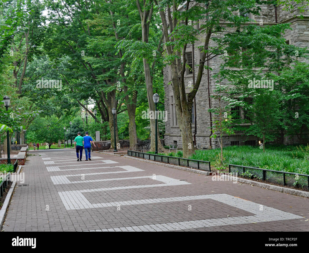 Locust trees hi-res stock photography and images - Alamy