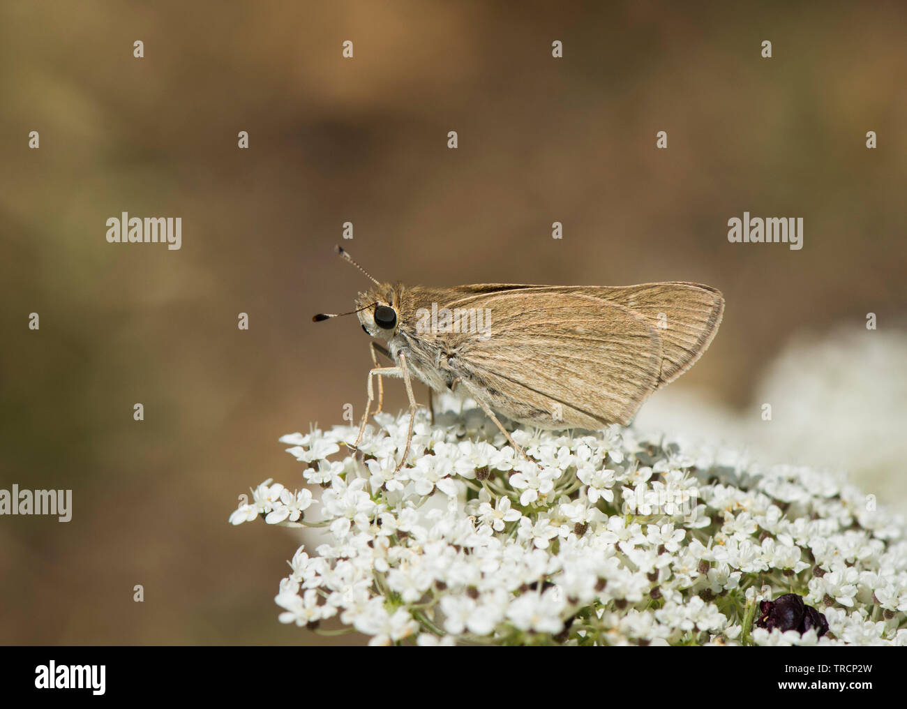 Gegenes nostrodamus hi-res stock photography and images - Alamy