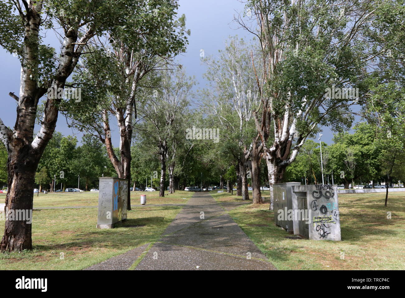 Poplar trees at Alexander the Great Garden in central Thessaloniki ...