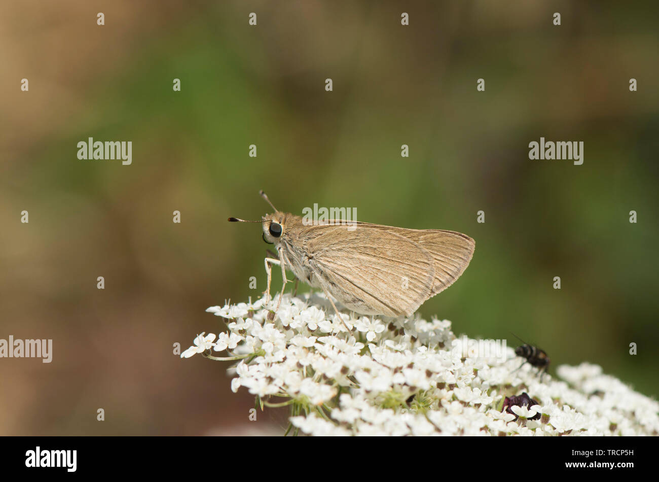 Swift preservation hi-res stock photography and images - Alamy