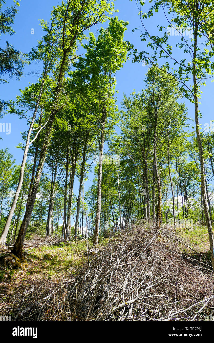 Forestry activity hi-res stock photography and images - Alamy