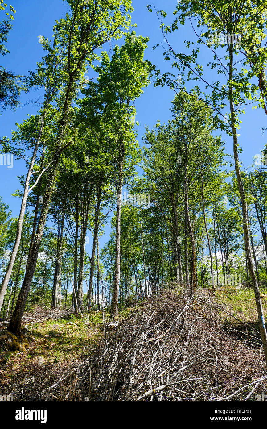 Forestry activity, cutting timber, La Ragiaz, Haut-Bugey, Ain, France ...