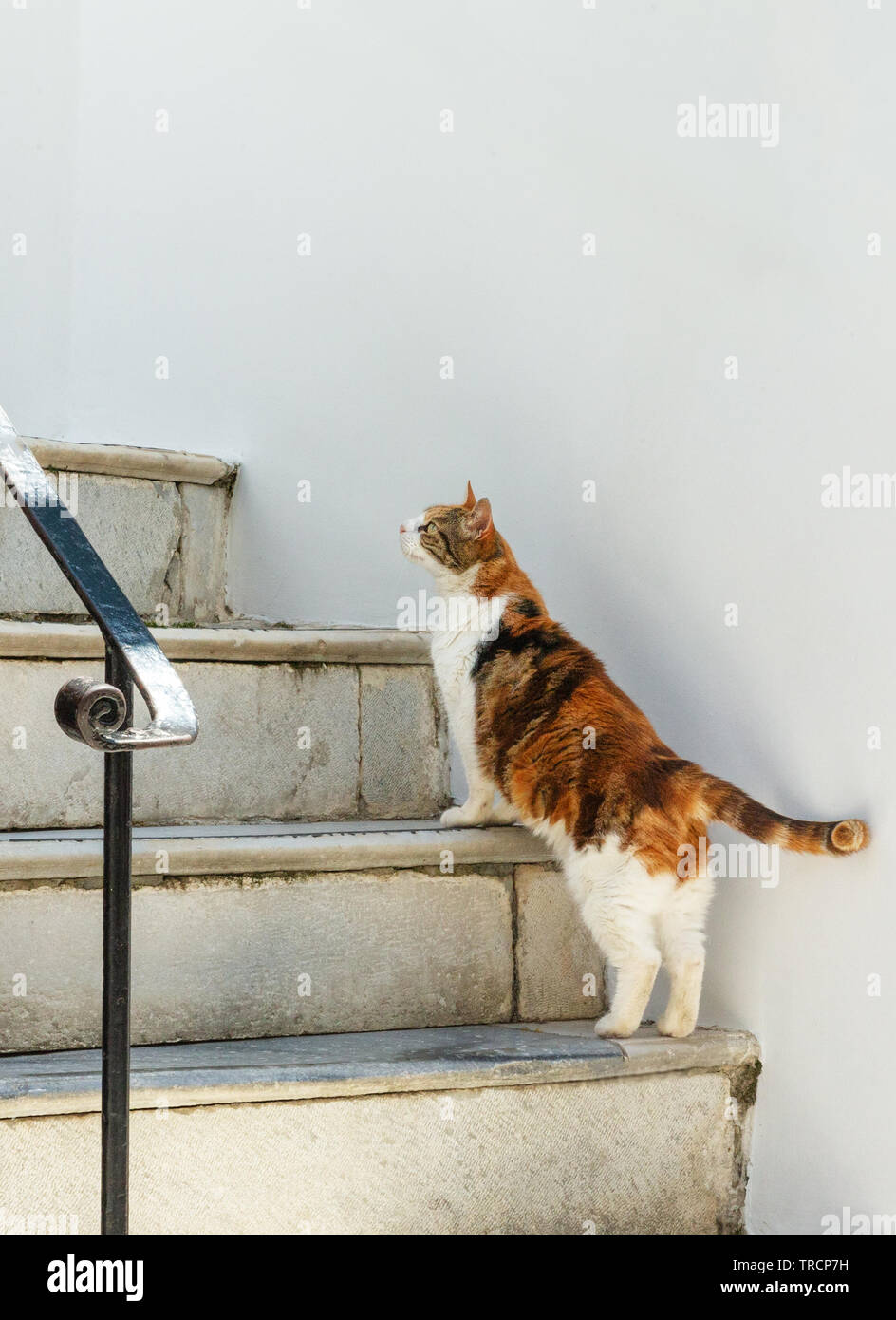 Kitty soft paws hi-res stock photography and images - Alamy