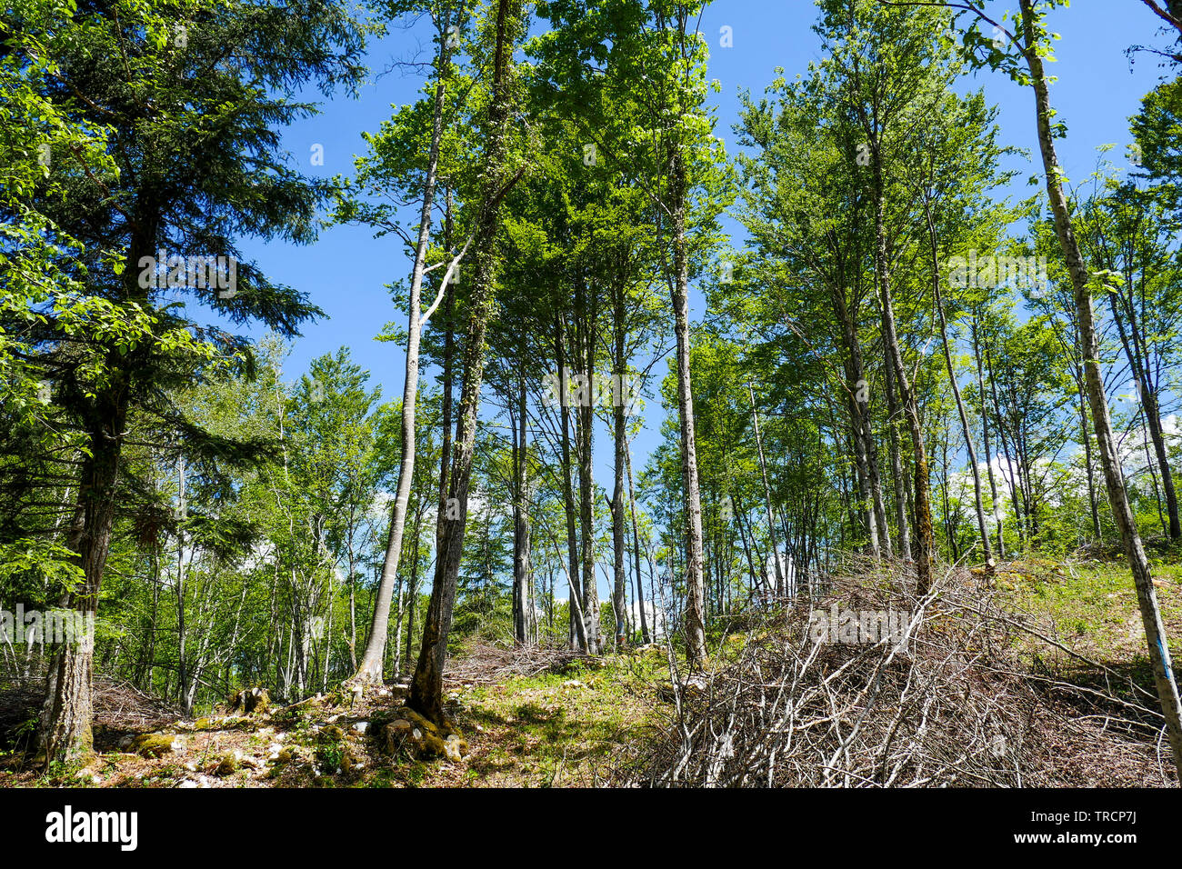 Forestry activity hi-res stock photography and images - Alamy