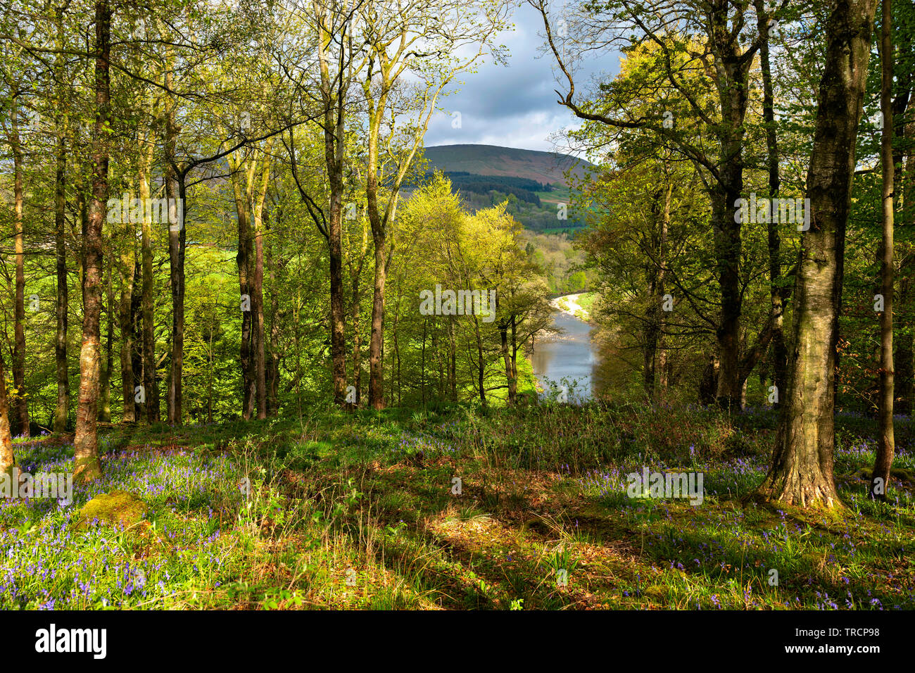 Bluebell woods at Whitewell, Lancashire, UK Stock Photo - Alamy