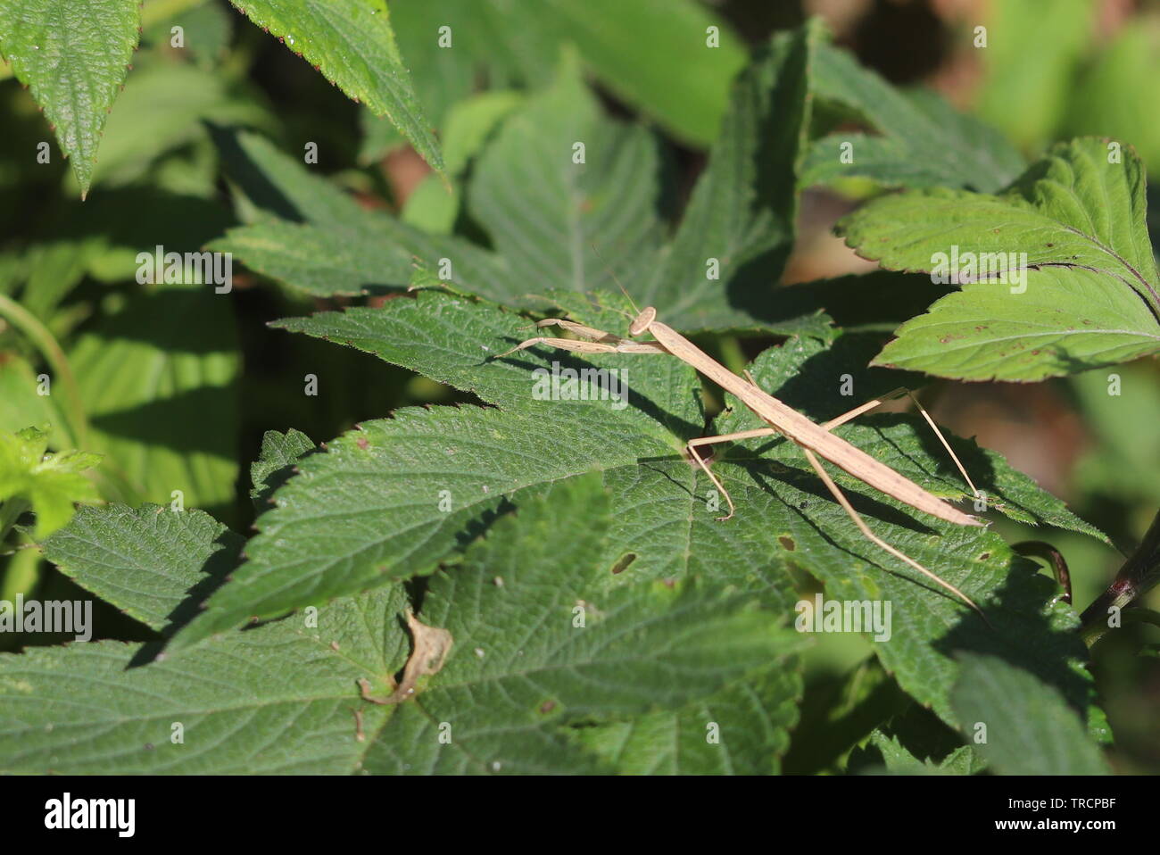 Brown leaf mantis hi-res stock photography and images - Alamy