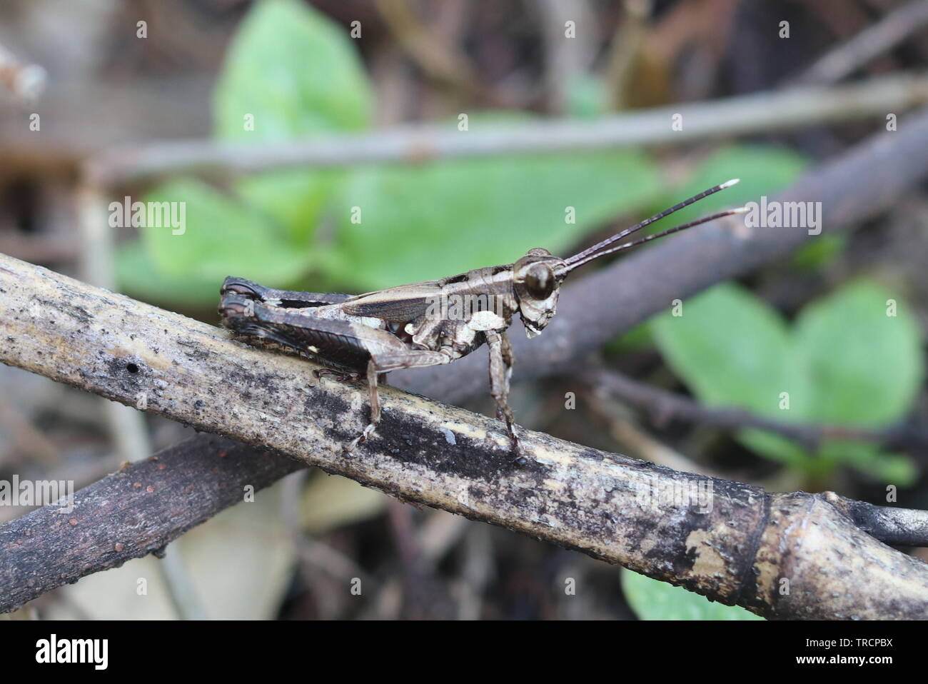 Wood brown grasshopper hi-res stock photography and images - Alamy