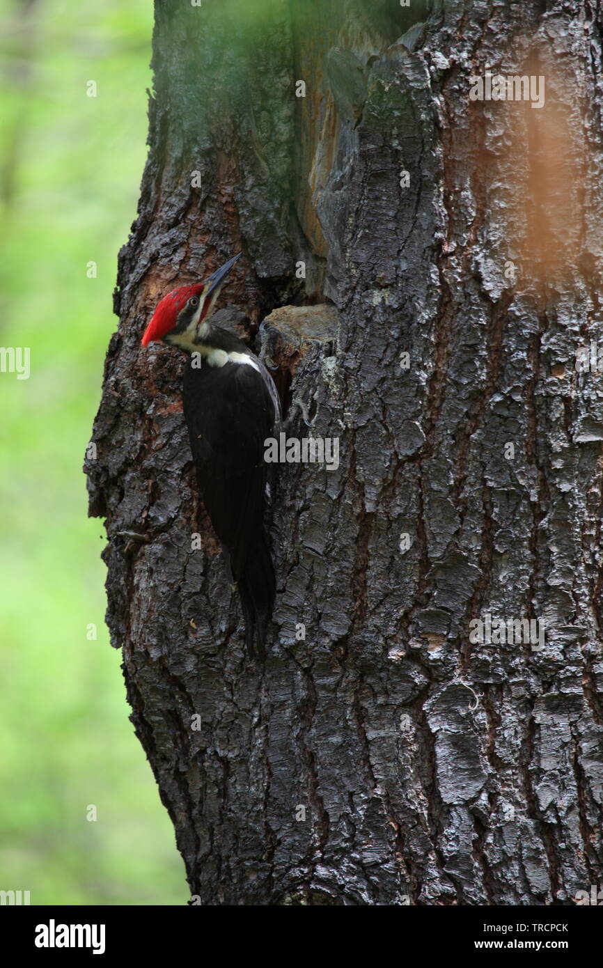 North american native bird hi-res stock photography and images - Alamy