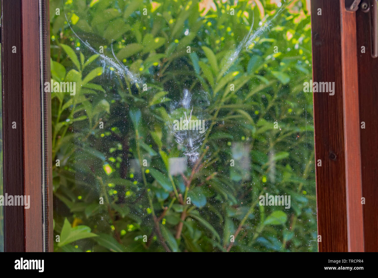 Shocked bird hi-res stock photography and images - Alamy