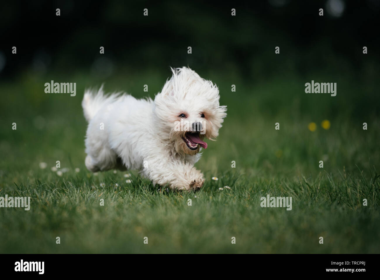 Cute small maltese dog running in s park Stock Photo - Alamy